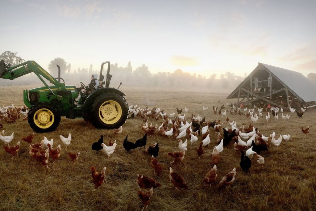 We Produce | Taranaki Farm : Beyond Organic