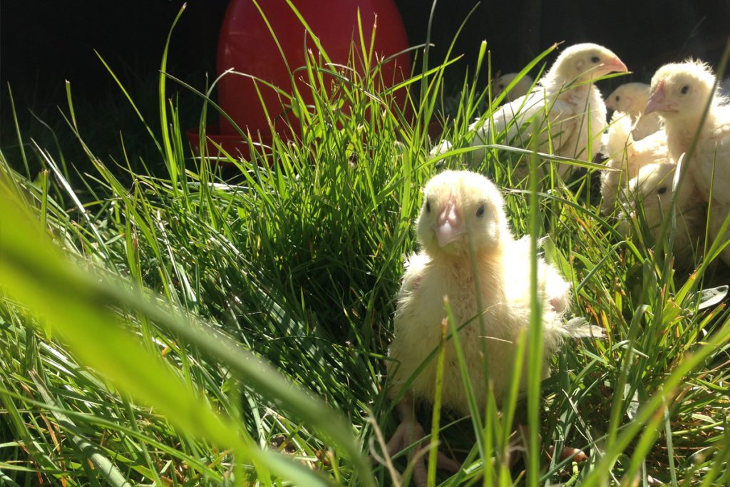 We Produce | Taranaki Farm : Beyond Organic