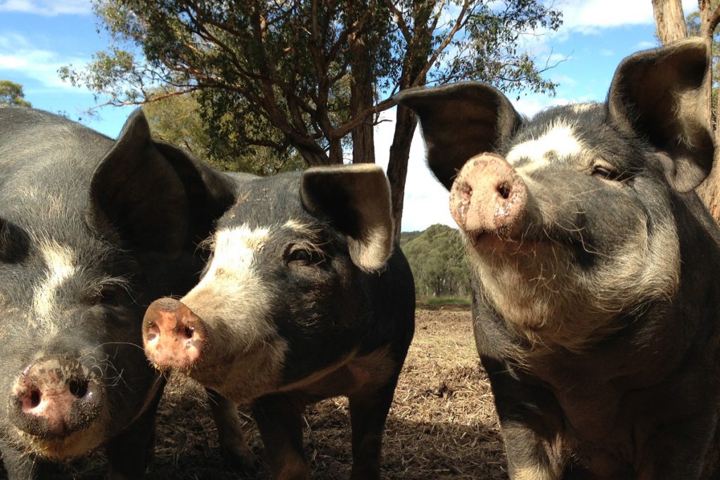 We Produce | Taranaki Farm : Beyond Organic