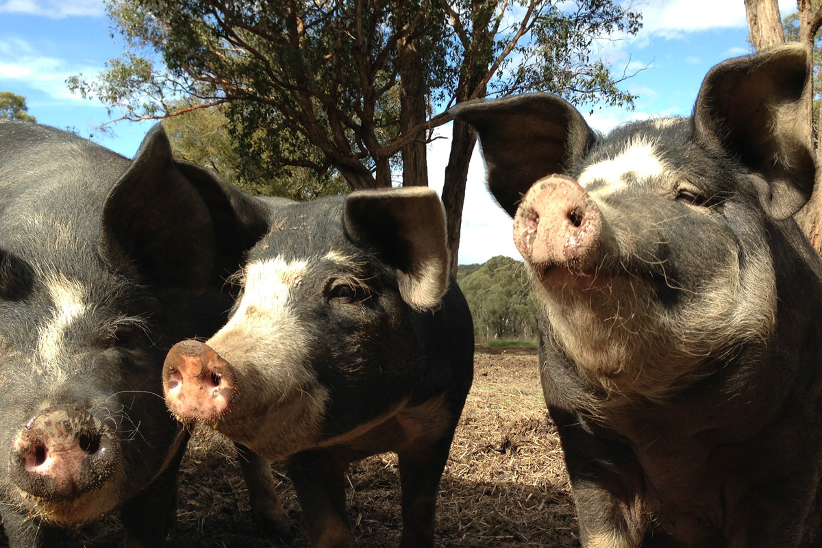 We Produce | Taranaki Farm : Beyond Organic