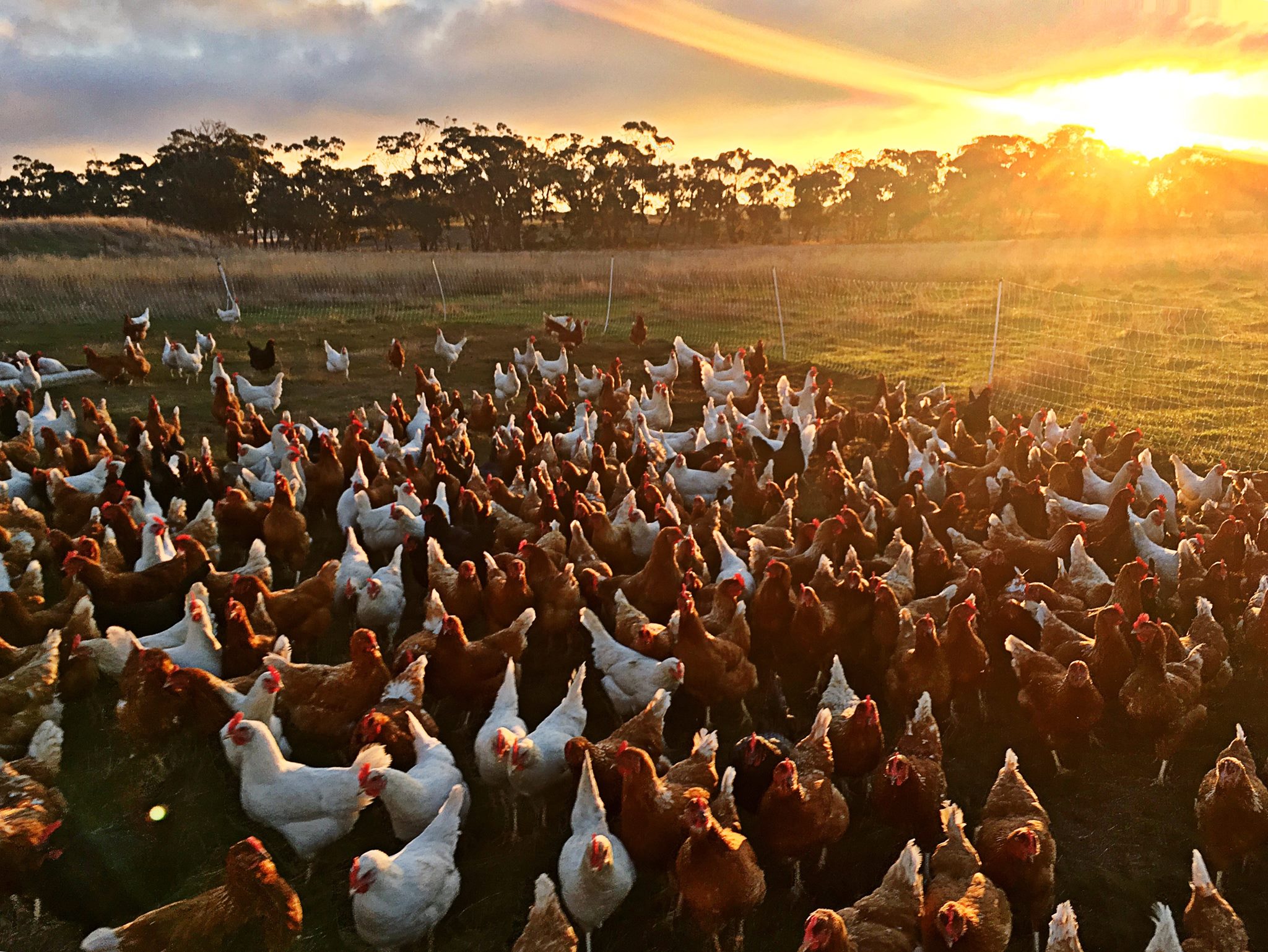 Another Portfolio | Taranaki Farm : Beyond Organic